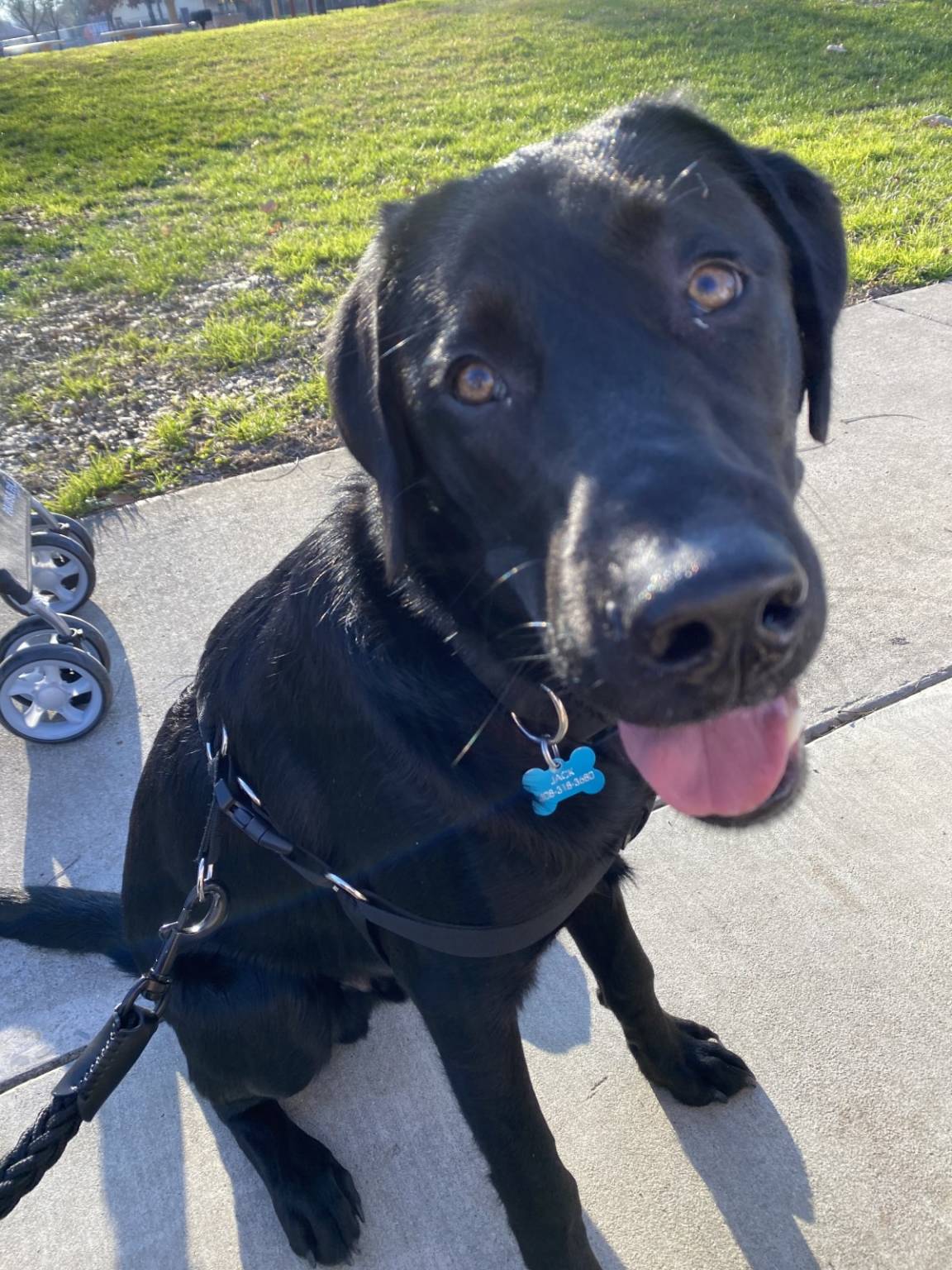 Black Lab Needs a Home – A+ Dog Training