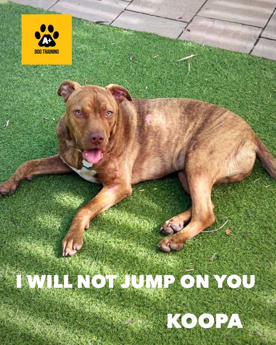 Kool Koopa – A+ Dog Training